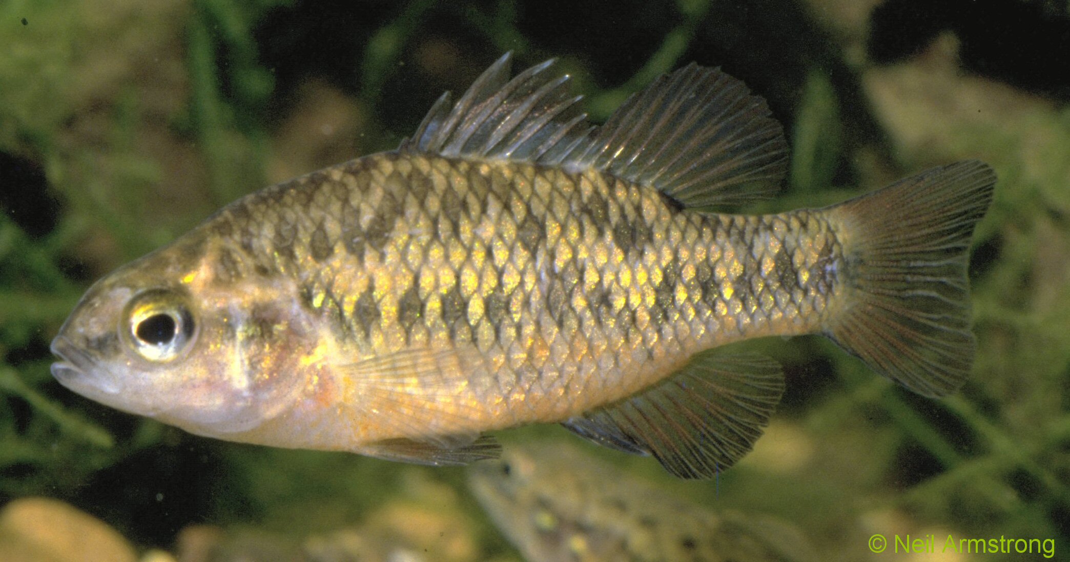 Photo of nannoperca variegata - variegatad pigmy perch